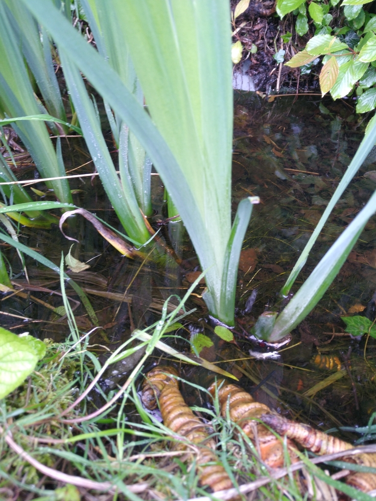 Yellow Iris from Dunnington, York YO19, UK on April 26, 2024 at 03:21 ...