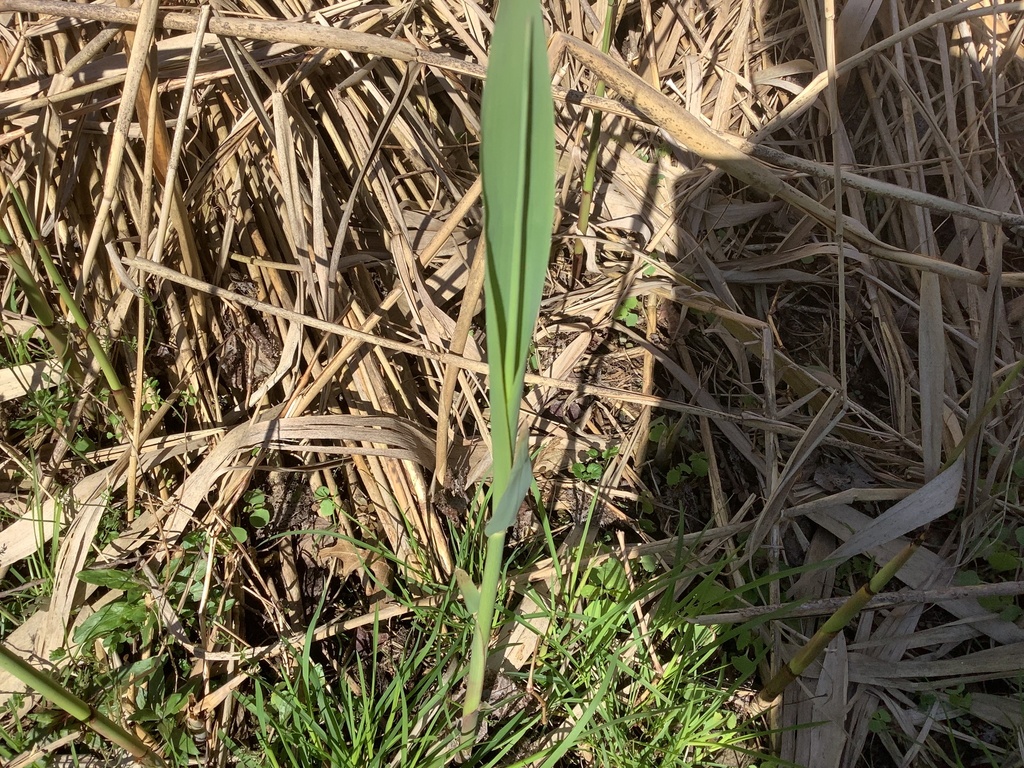 grasses, sedges, cattails, and allies from Buckingham Pl, Fairview, PA ...