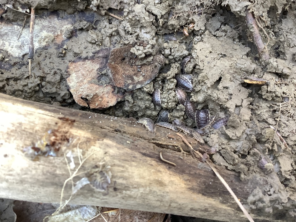 Common Shiny Woodlouse from Avonia Rd, Fairview, PA, US on April 26 ...