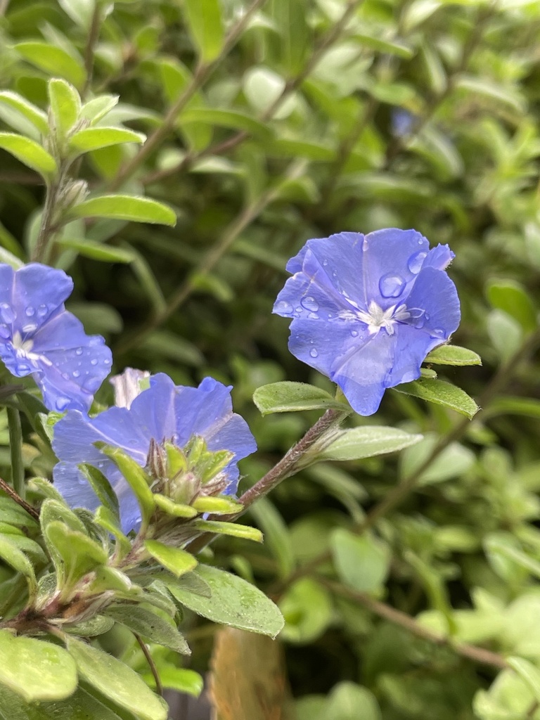 Blue daze from Pontifícia Universidade Católica do Rio Grande do Sul ...