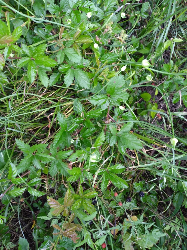 southern dewberry from Temple, TX, USA on April 26, 2024 at 09:47 AM by ...
