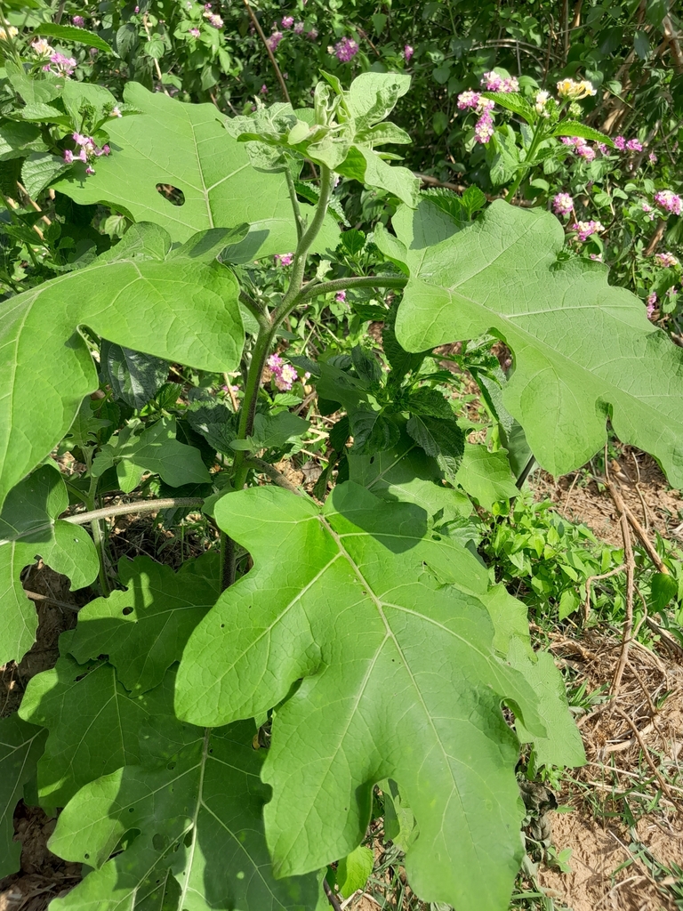 Turkey Berry from Ogunjini, Iqadi, 4339, South Africa on April 25, 2024 ...