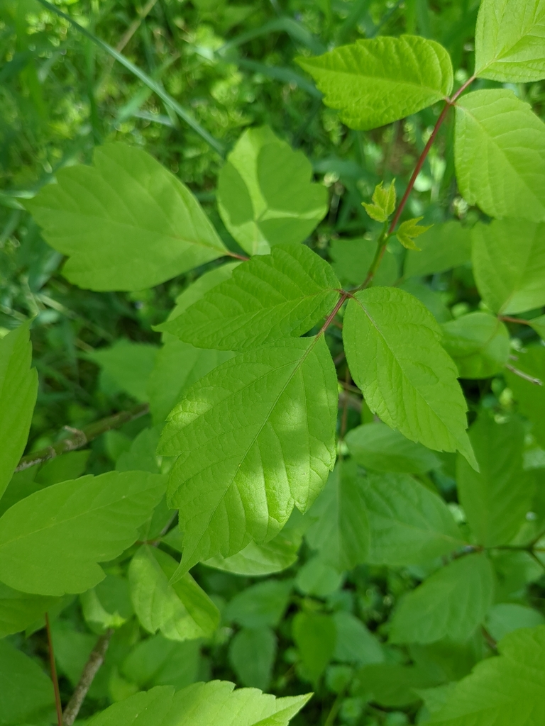 box elder from Poplar Level, Louisville, KY, USA on April 26, 2024 at ...