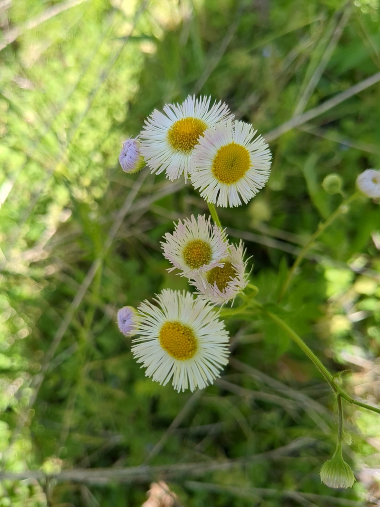 fleabanes and horseweeds from Poplar Level, Louisville, KY, USA on ...