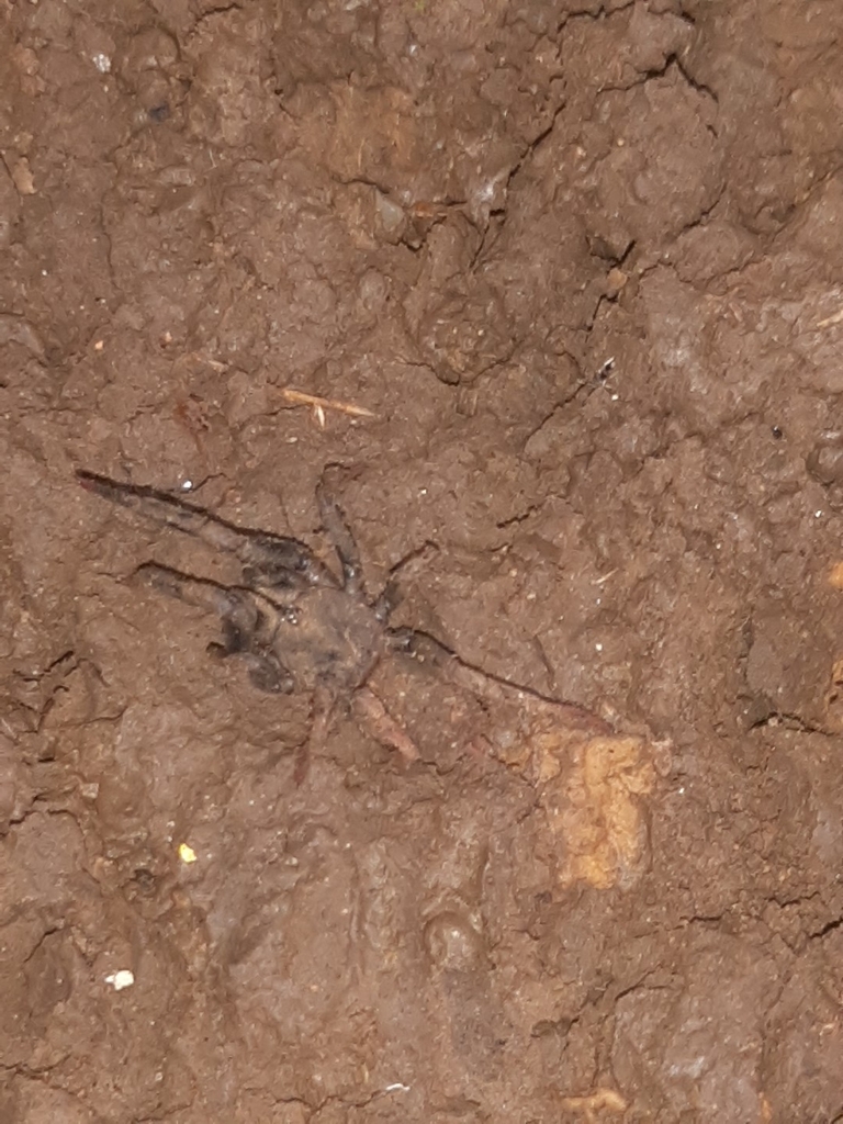 baldlegged spiders from El Cairo, Valle del Cauca, Colombia on April 26 ...