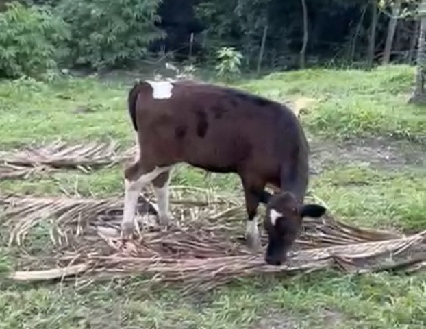 Domestic Cattle from Puerto Rico, Carolina, Puerto Rico, US on April 18 ...