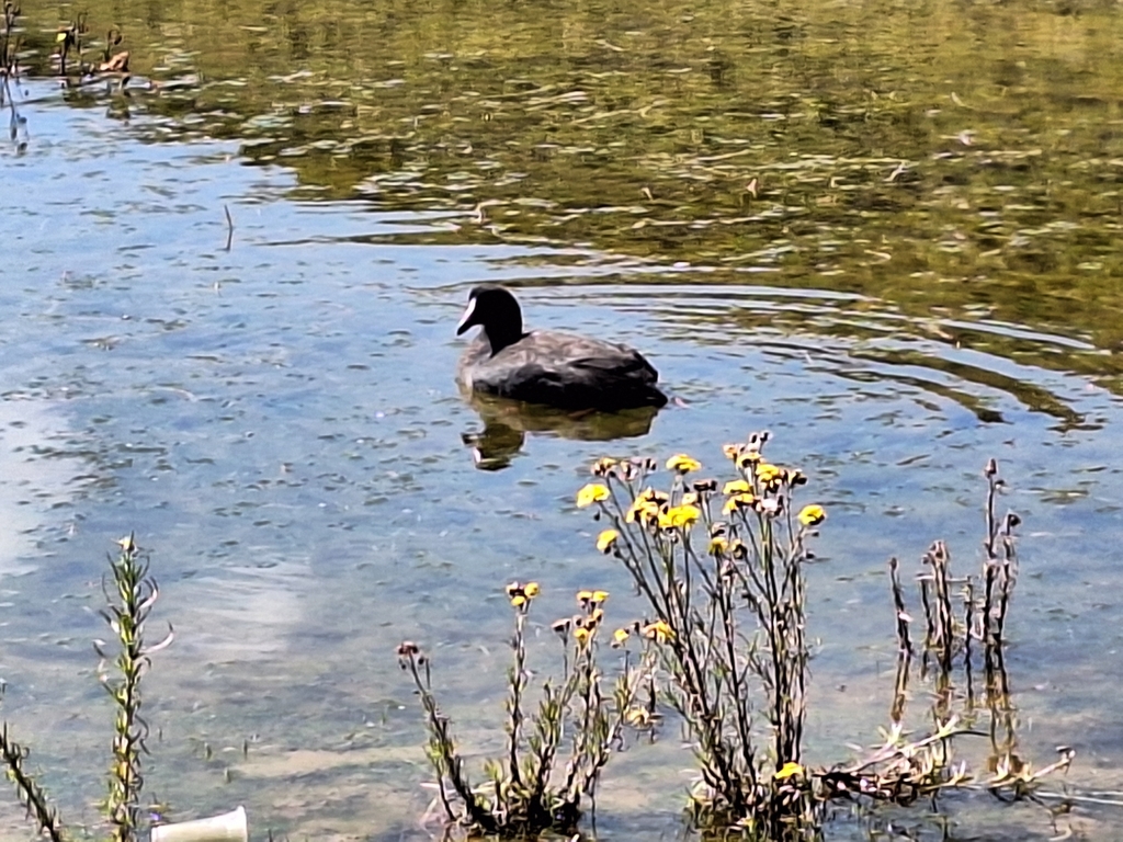 Slate-colored Coot from HVC4+73Q, La Paz, Bolivia on April 26, 2024 at ...