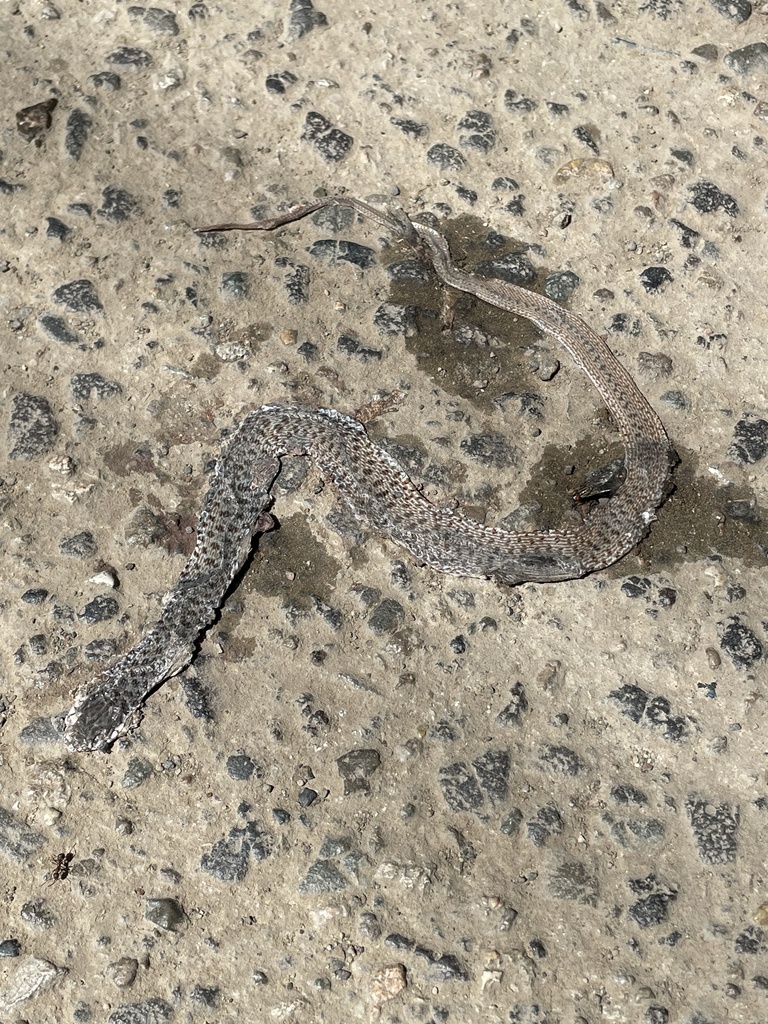 Red-Bellied Racer from უცნობ გმირთა ქუჩა, Тбилиси, GE on April 26, 2024 ...