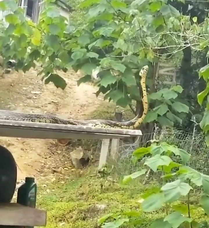 Oriental Rat Snake from R4R3+JQ7, Nyayampalli, Andhra Pradesh 534475 ...