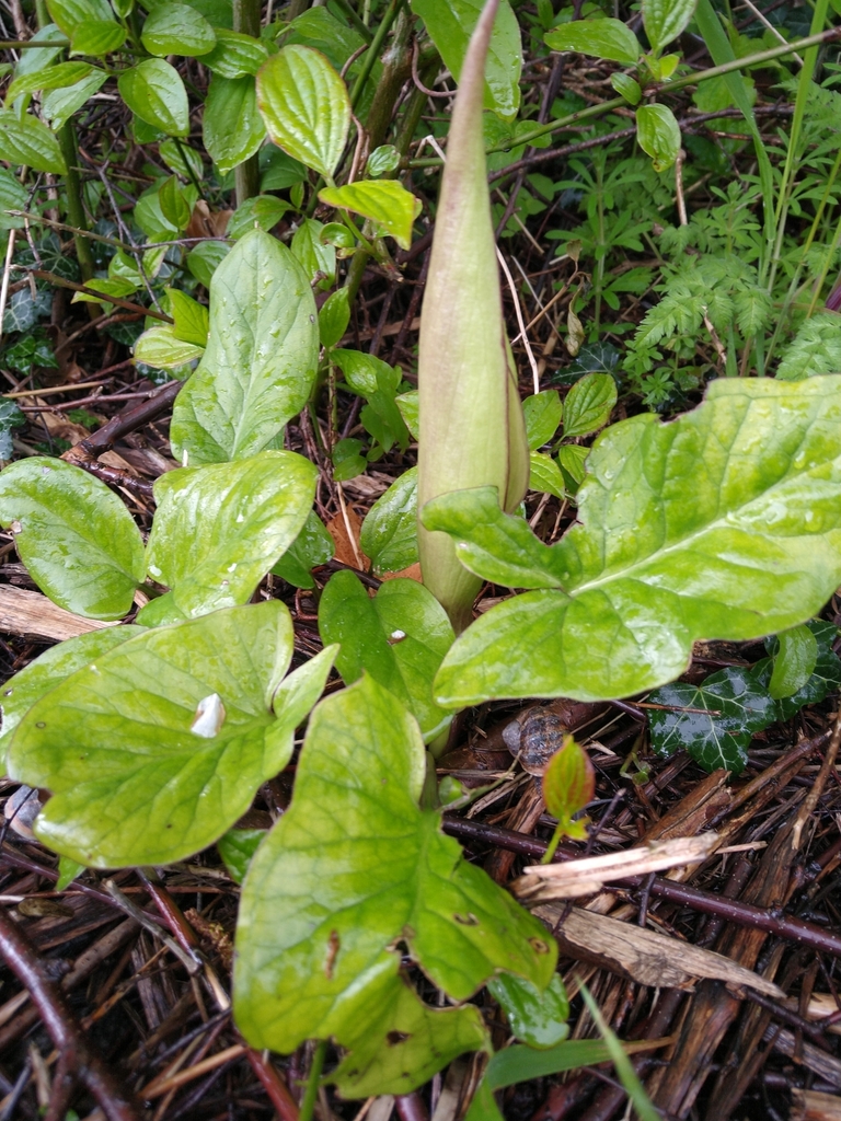 Cuckoo-pint from Dunnington, York YO19, UK on April 26, 2024 at 04:49 ...
