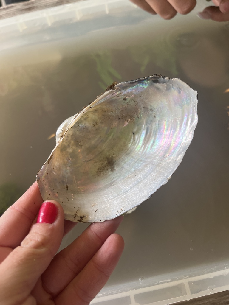 Giant Floater from Lake Corpus Christi State Park, Lake City, TX, US on ...