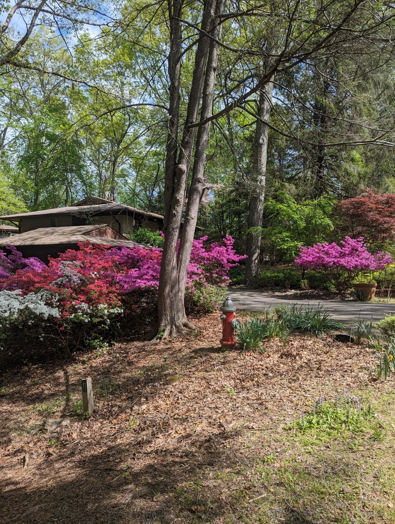 rhododendrons and azaleas from Herndon, VA 20191, USA on April 26, 2024 ...