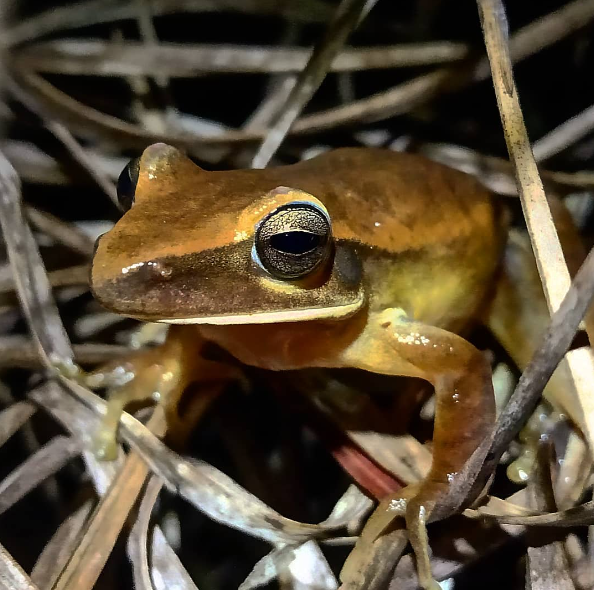 Yellow-spotted Tree Frog from Jacareí - State of São Paulo, Brazil on ...