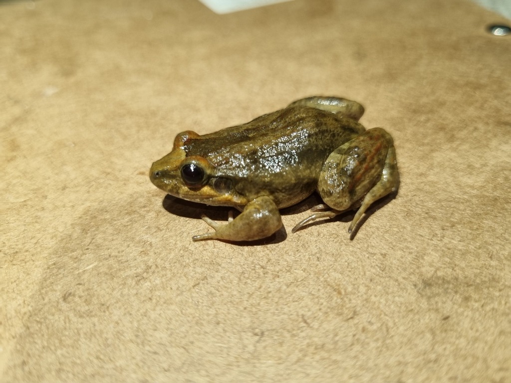 Pointedbelly Frog from Jardim Santa Júlia, São José dos Campos - SP ...