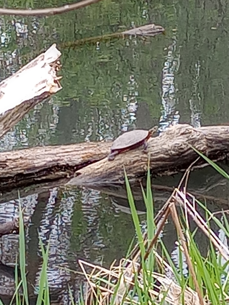 Painted Turtle from South Beloit, IL, USA on April 26, 2024 at 11:30 AM ...
