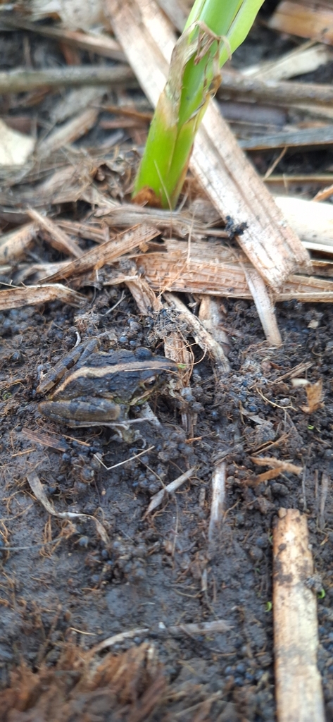 Clicking Stream Frog from Welgemoed, Cape Town, 7538, South Africa on ...