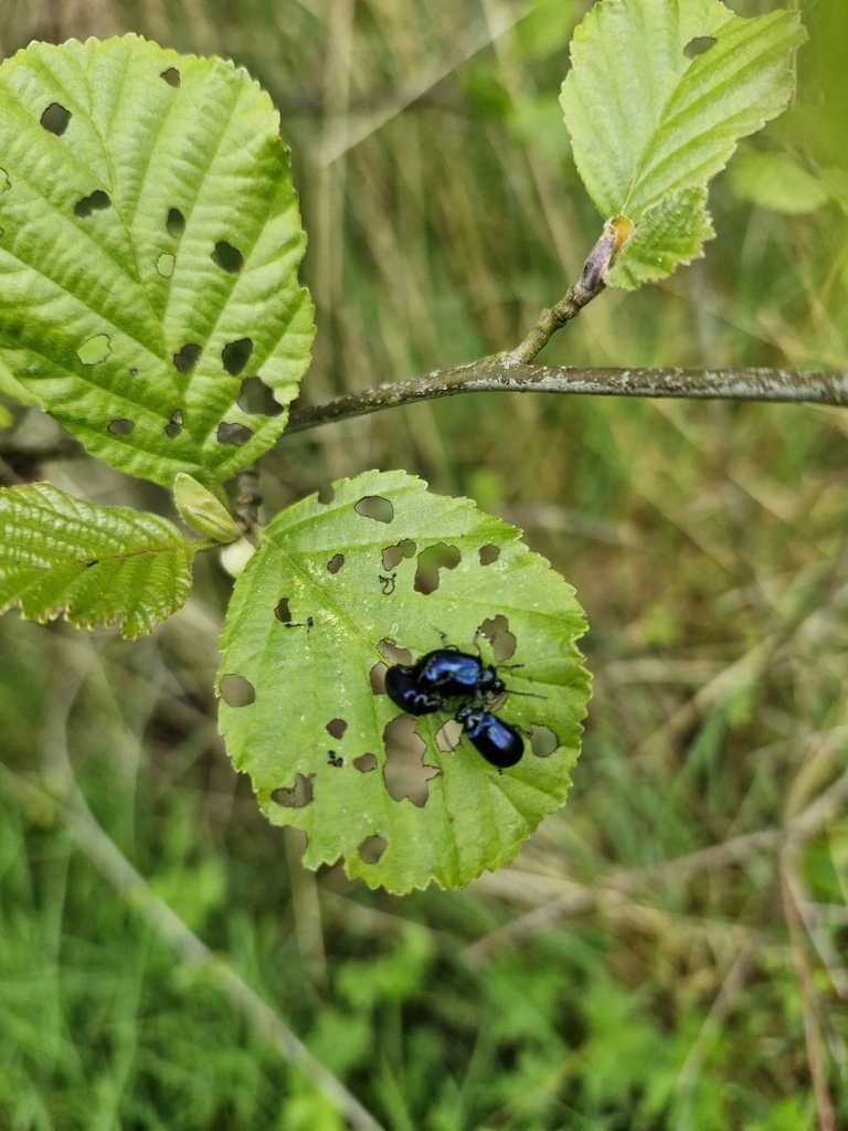 Alder Leaf Beetle from Hull HU5, UK on April 26, 2024 at 04:23 PM by ...