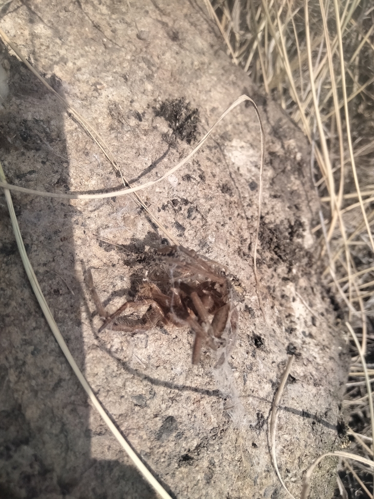 Something from 56245 Méx., México on April 26, 2024 at 10:56 AM by ...