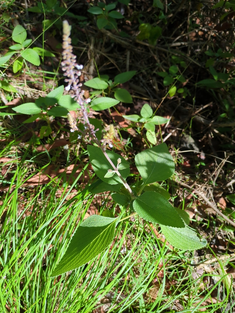 Hullworts from Lamington, Beaudesert - Pt B, AU-QL, AU on April 22 ...