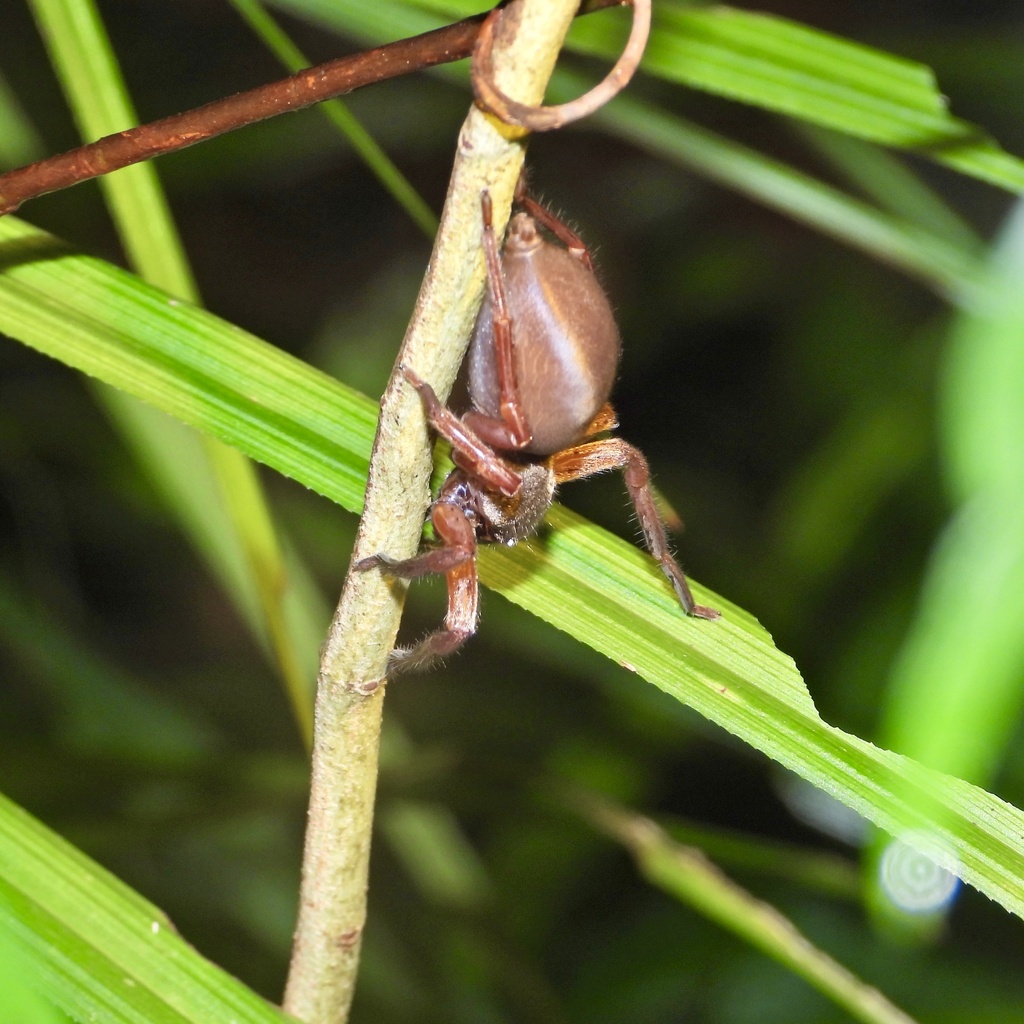 Thelcticopis from Kho Hong, Amphoe Hat Yai, Songkhla, TH on April 26, 2024 at 07:22 PM by Pipat ...