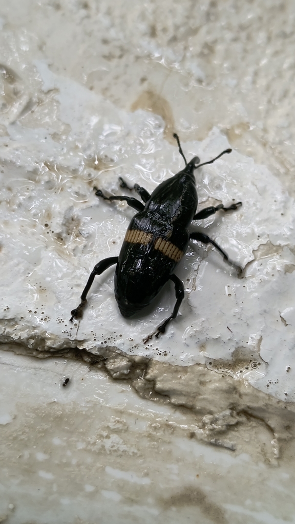 Mexican Bromeliad Weevil from 79910 S.L.P., México on April 26, 2024 at ...