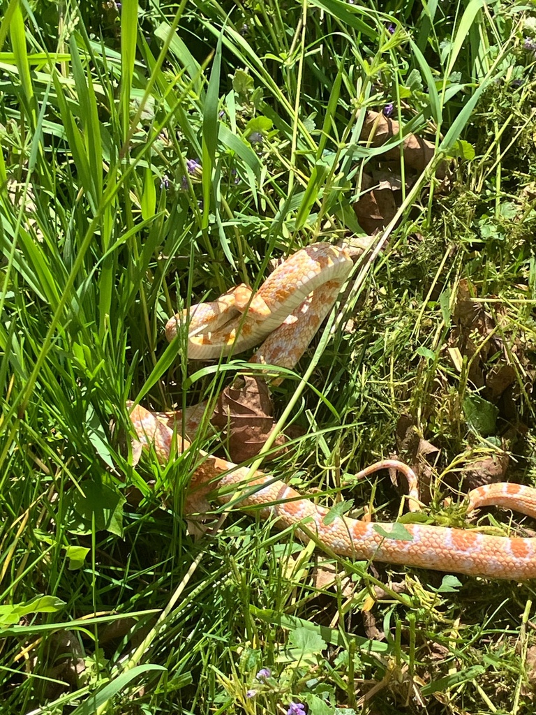 Corn Snake from Salisbury Dr, Allentown, PA, US on April 26, 2024 at 01 ...