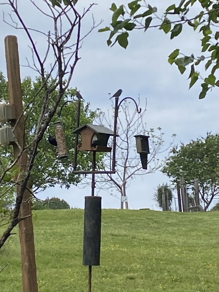 Birds from Gold Star Dr, Raleigh, NC, US on April 26, 2024 at 01:30 PM ...