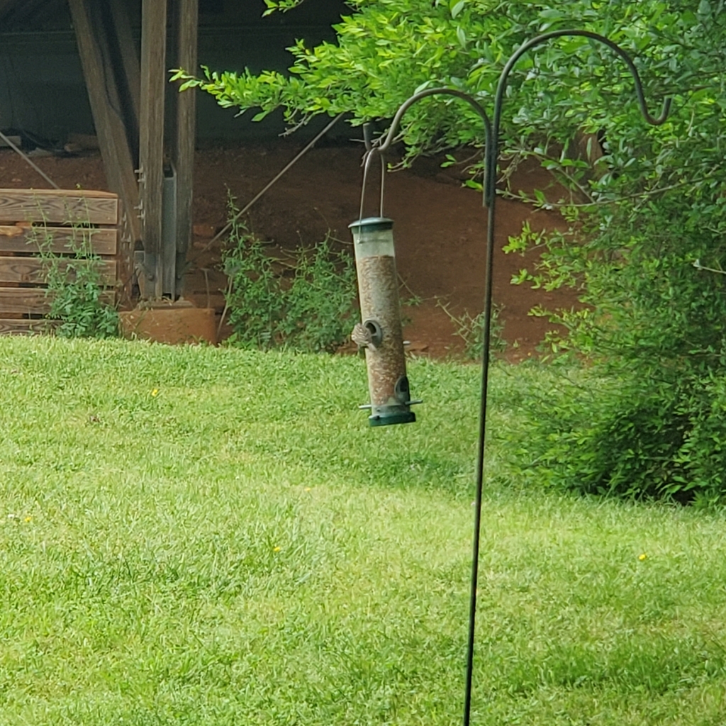 Perching Birds from Raleigh, NC 27607, USA on April 26, 2024 at 01:31 ...