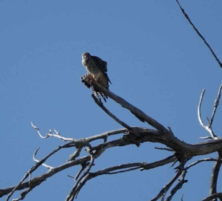 American Kestrel from Denver Audubon Nature Center on April 25, 2024 at ...