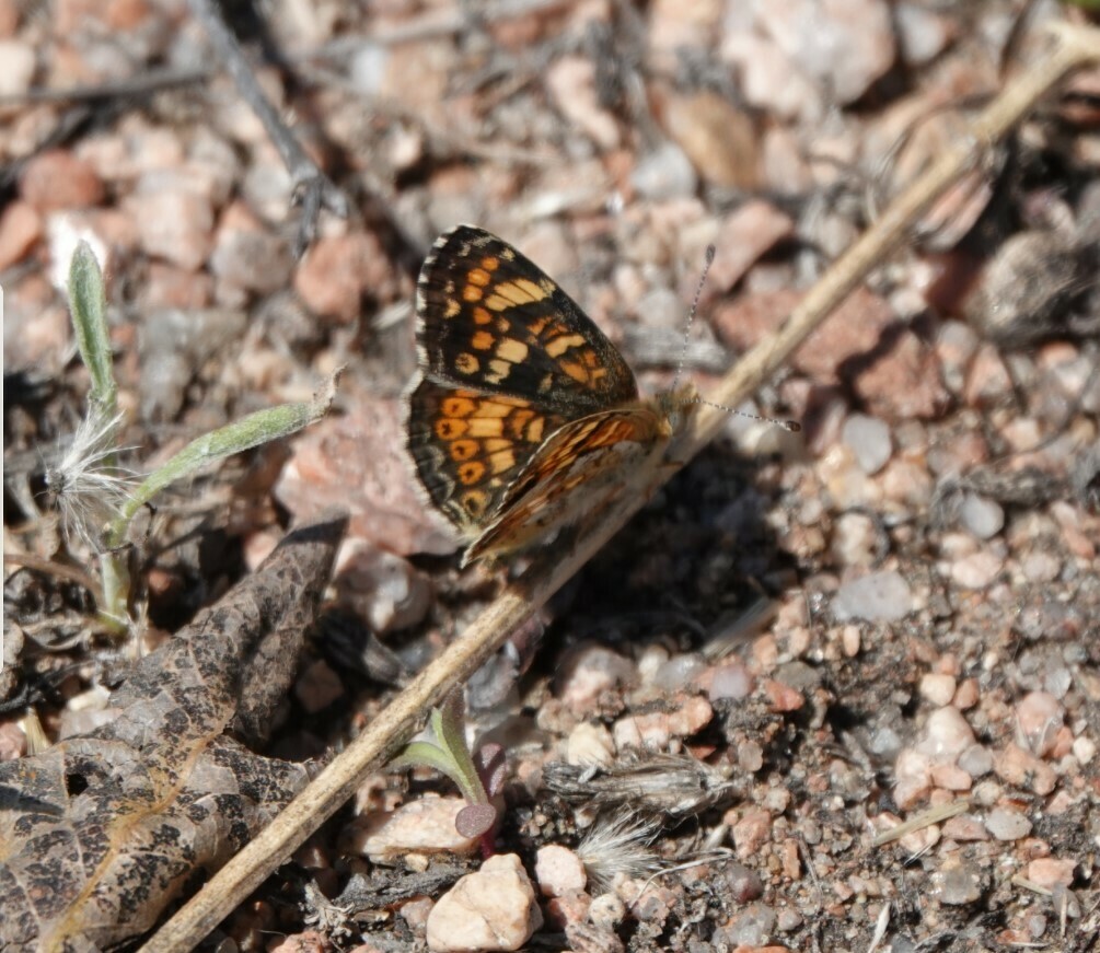 Field Crescent from Denver Audubon Nature Center on April 25, 2024 at ...