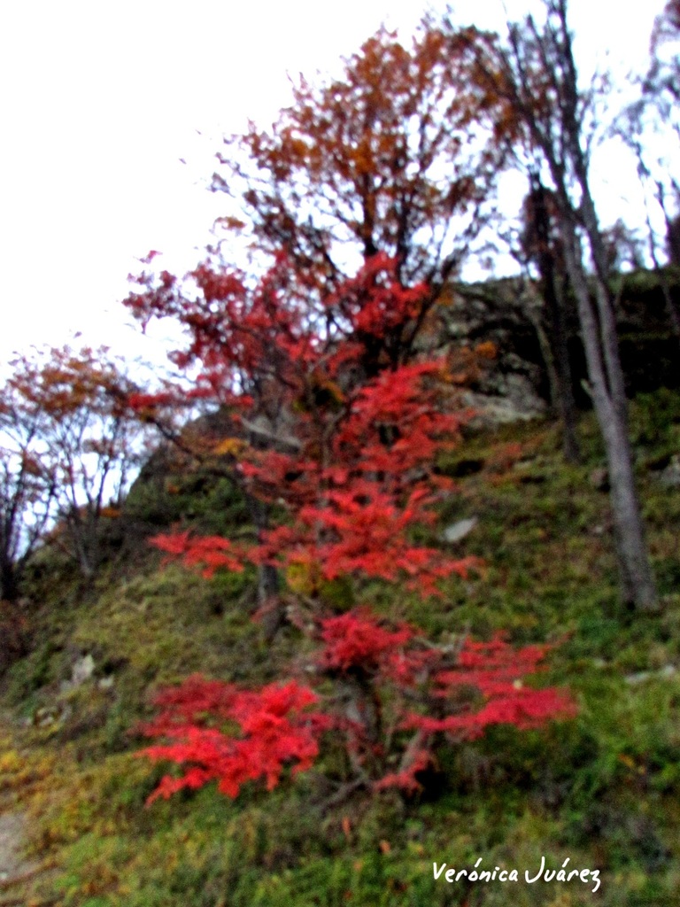 Lenga Beech from Ushuaia, Tierra del Fuego, Argentina on April 29, 2019 ...