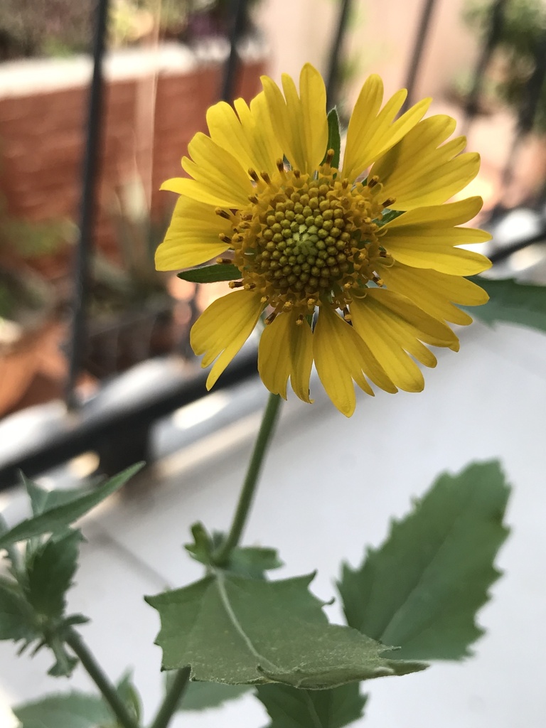 cowpen daisy in April 2024 by Diego López · iNaturalist