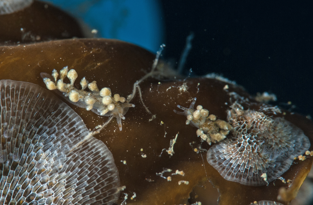 Homely Aeolid from Los Angeles County, US-CA, US on April 28, 2019 at ...