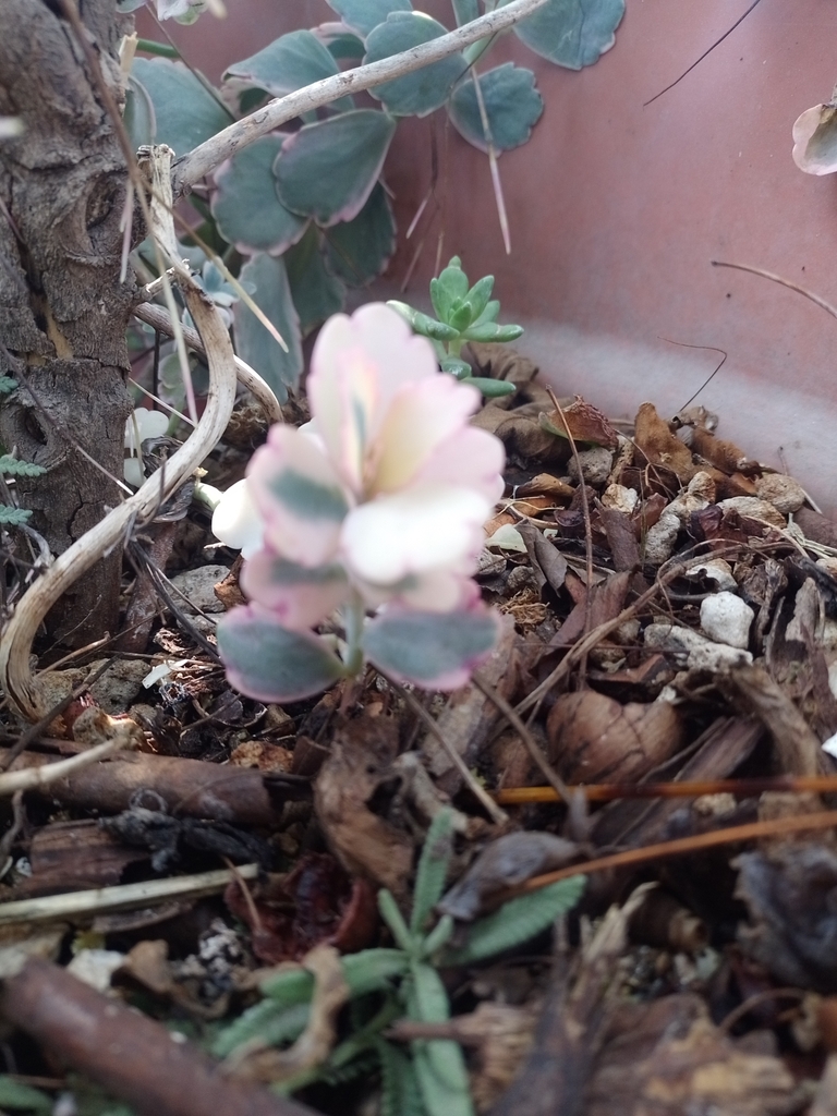Lavender Scallops from Misión de Fundadores, 66612 Cdad. Apodaca, N.L ...