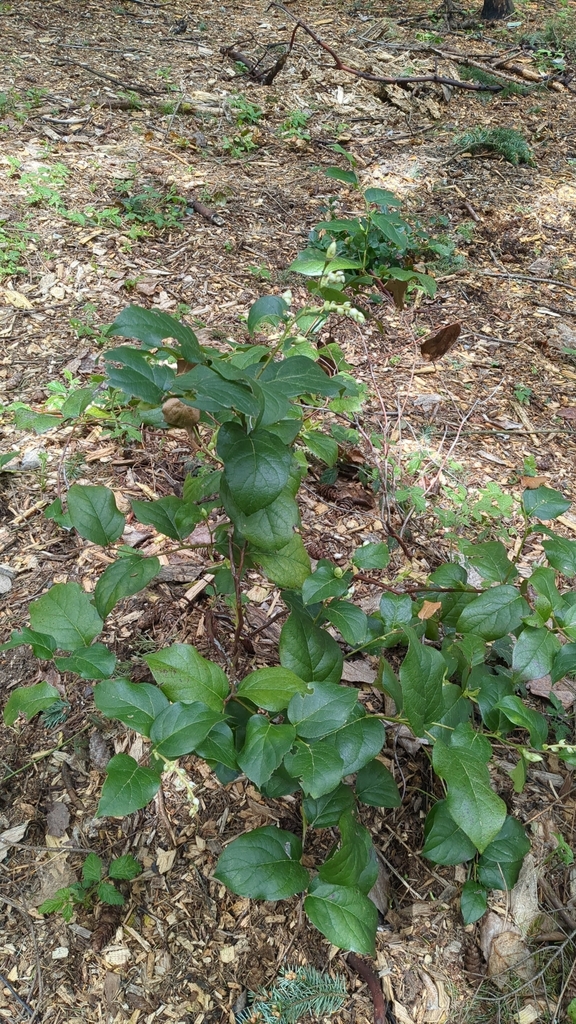 salal from Echo Lake, Shoreline, WA, USA on April 26, 2024 at 12:03 PM ...