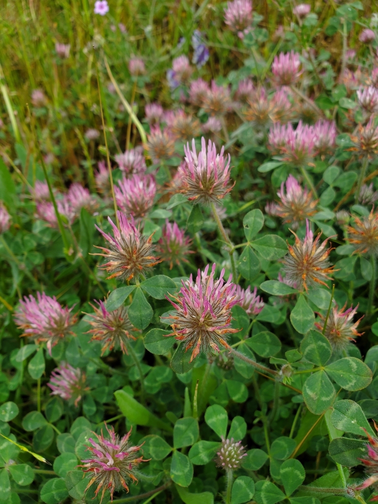 Rose Clover from Mather, CA 95655, USA on April 26, 2024 at 08:58 AM by ...