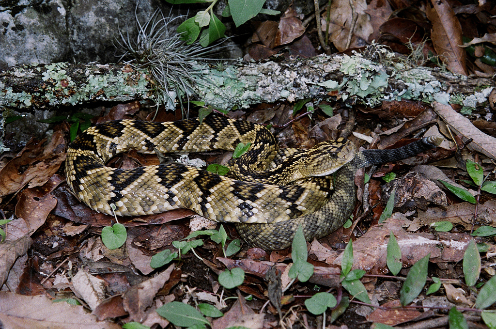 Totonacan Rattlesnake from Tula-Ocampo , Tamaulipas on June 15, 2006 by ...