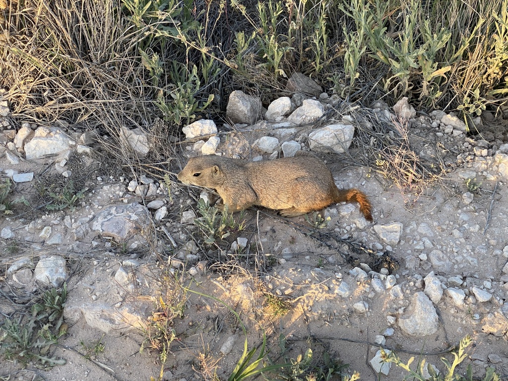 Black-tailed Prairie Dog from Parks Legado Town Center, Odessa, TX, US ...