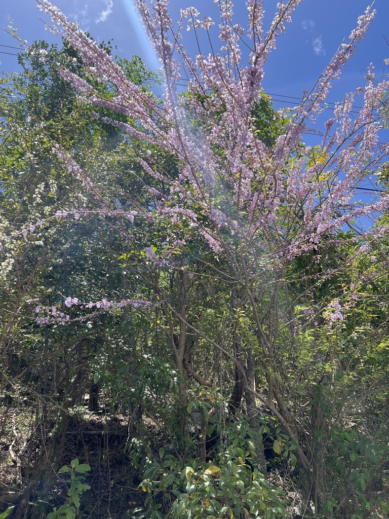 Poitea florida from Virgin Islands National Park, St. John, United ...