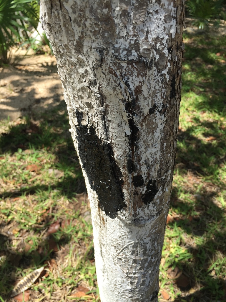 Black Poisonwood from Solidaridad, Solidaridad, QROO, MX on April 29 ...