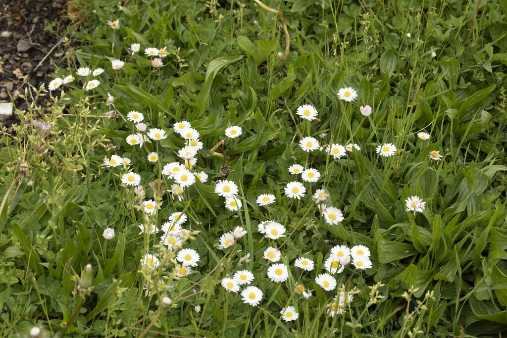 Lawn daisy from Southeast Portland, Portland, OR, USA on April 26, 2024 ...