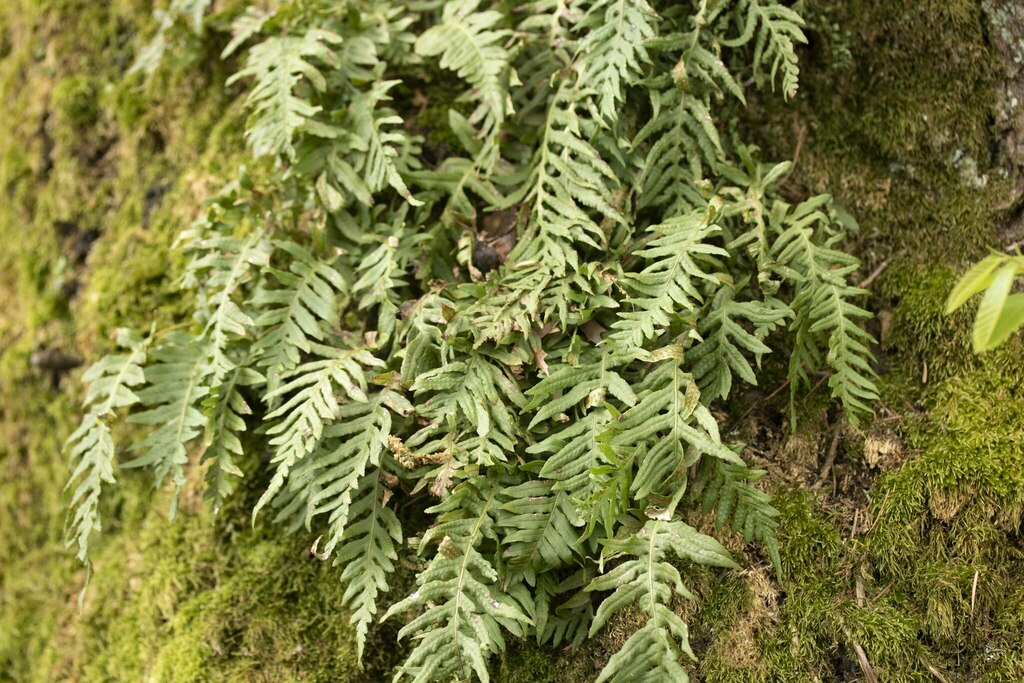 licorice fern from Southeast Portland, Portland, OR, USA on April 26 ...