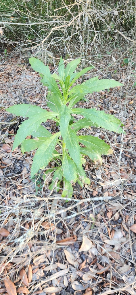 American burnweed from Lake Wales, FL 33898, USA on April 26, 2024 at ...