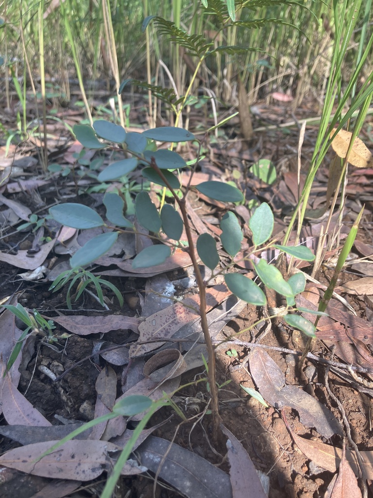coffee bush from Brennan Rd, Redbank Creek, QLD, AU on April 27, 2024 ...