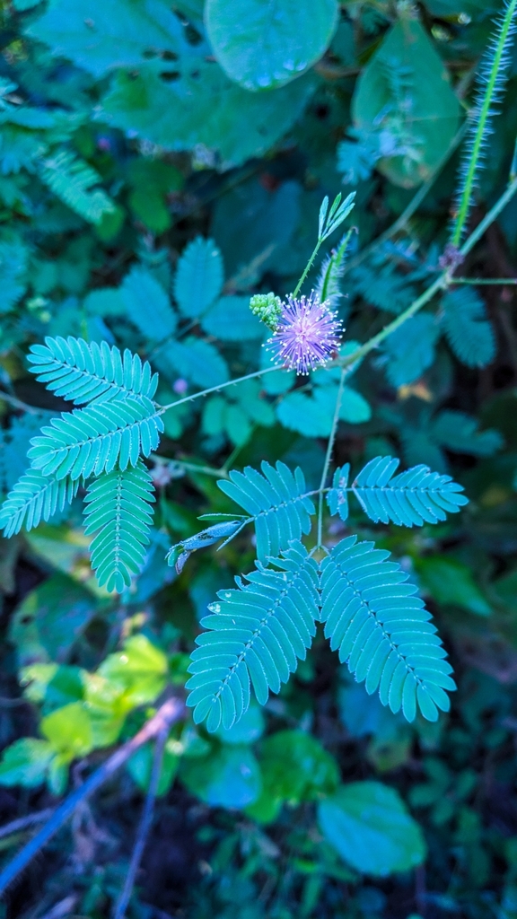 sensitive plants from Av. Ingreso al Campus universitario " Hernán ...