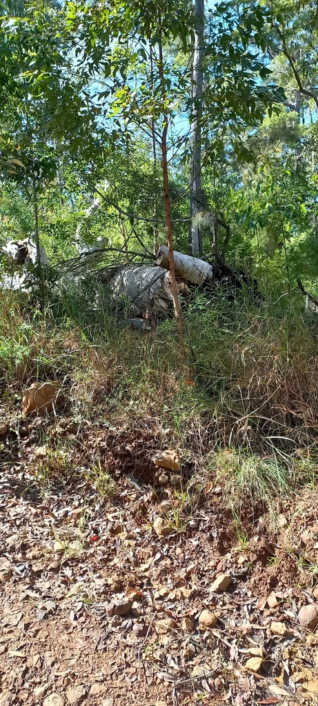 Something from Redbank Creek QLD 4312, Australia on April 27, 2024 at ...