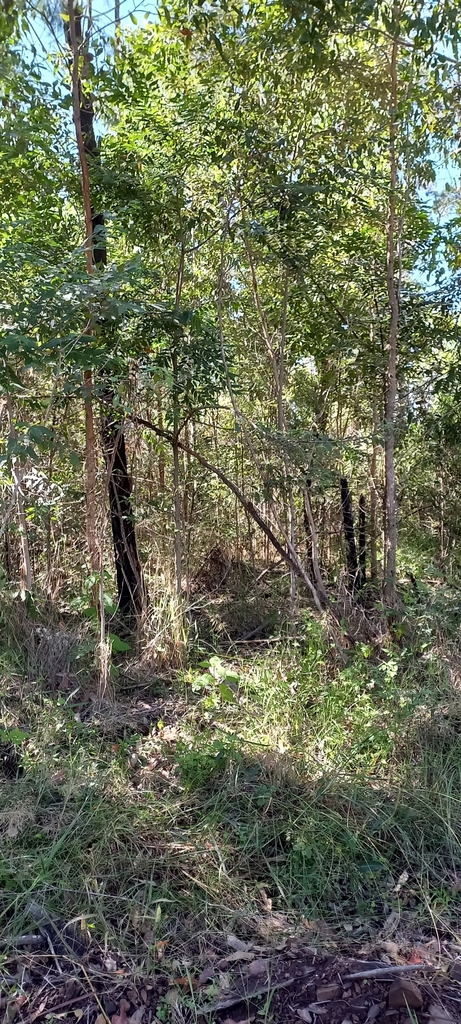 Something from Redbank Creek QLD 4312, Australia on April 27, 2024 at ...