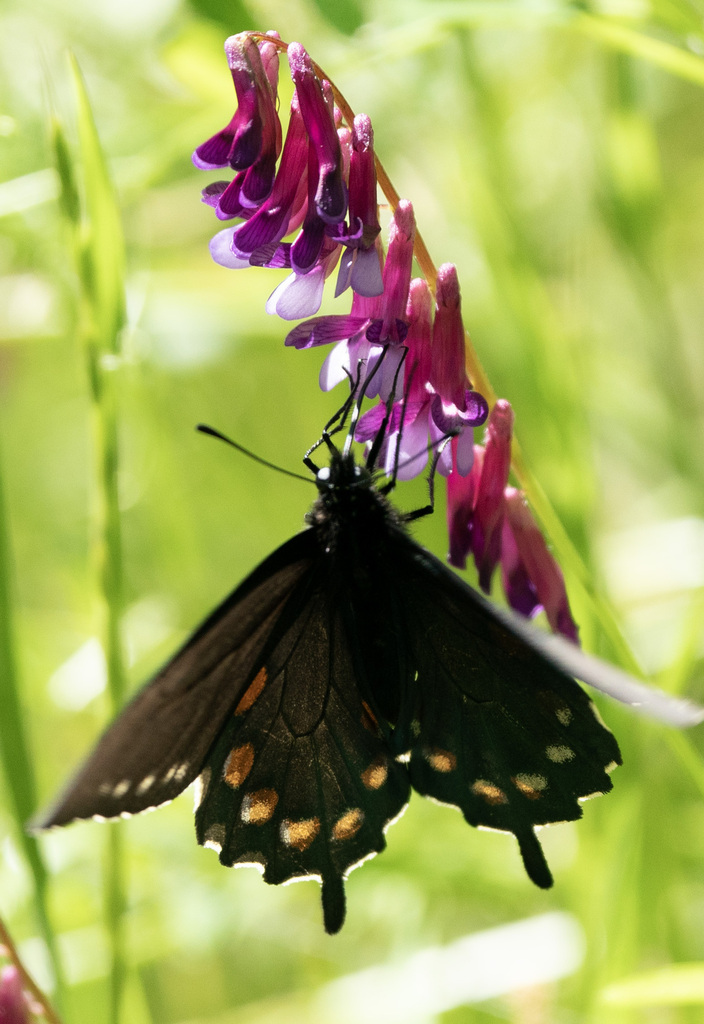 Pipevine Swallowtail from Contra Costa County, CA, USA on April 26 ...