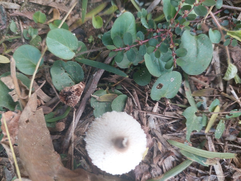 Skullcap Dapperling from 5RX7+C8Q, Santa Cruz de la Sierra, Bolivia on ...