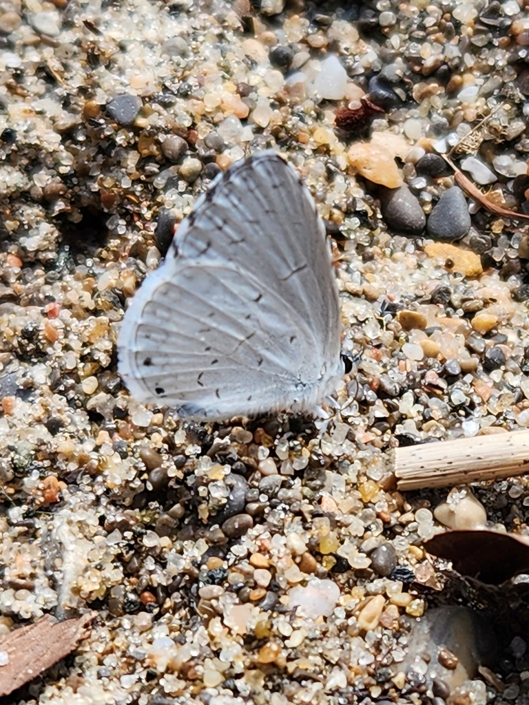 Summer Azure from PRX4+3W, Toronto, ON M1E 1P5, Canada on July 8, 2023 ...